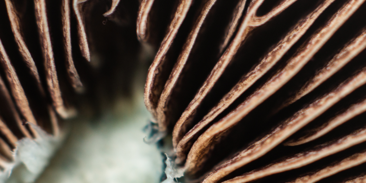 A Complete Guide to Functional Mushrooms | Flow Brew